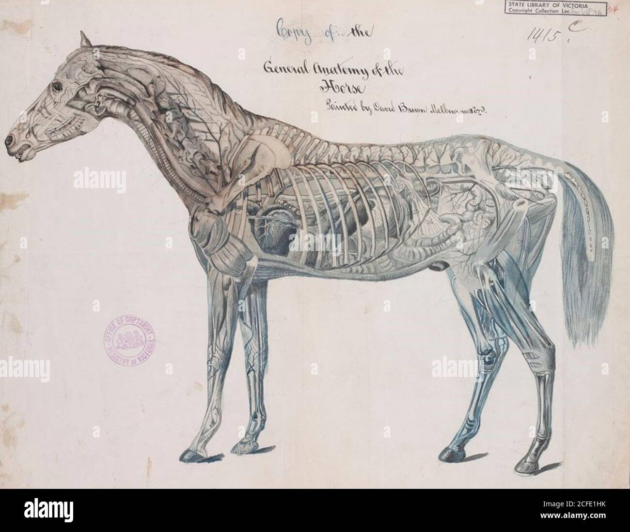 Anatomia del cavallo immagini e fotografie stock ad alta risoluzione ...