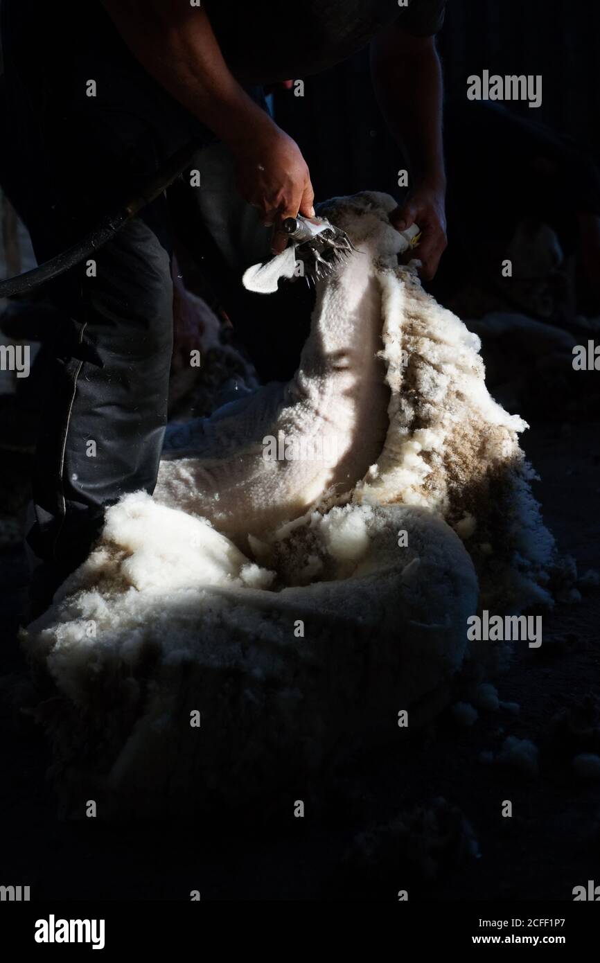 operaio agricolo irriconoscibile che rimuove la lana dalle pecore con l ...