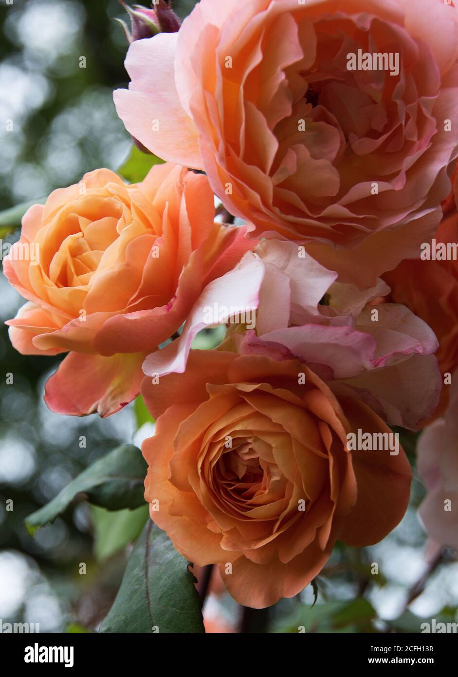 Lady emma hamilton rose immagini e fotografie stock ad alta risoluzione ...