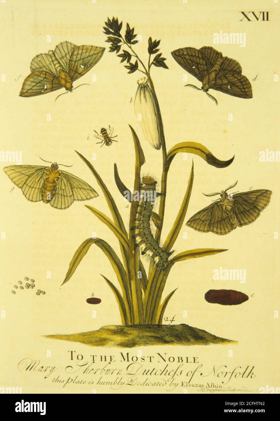 Falene bianche e nere immagini e fotografie stock ad alta risoluzione ...