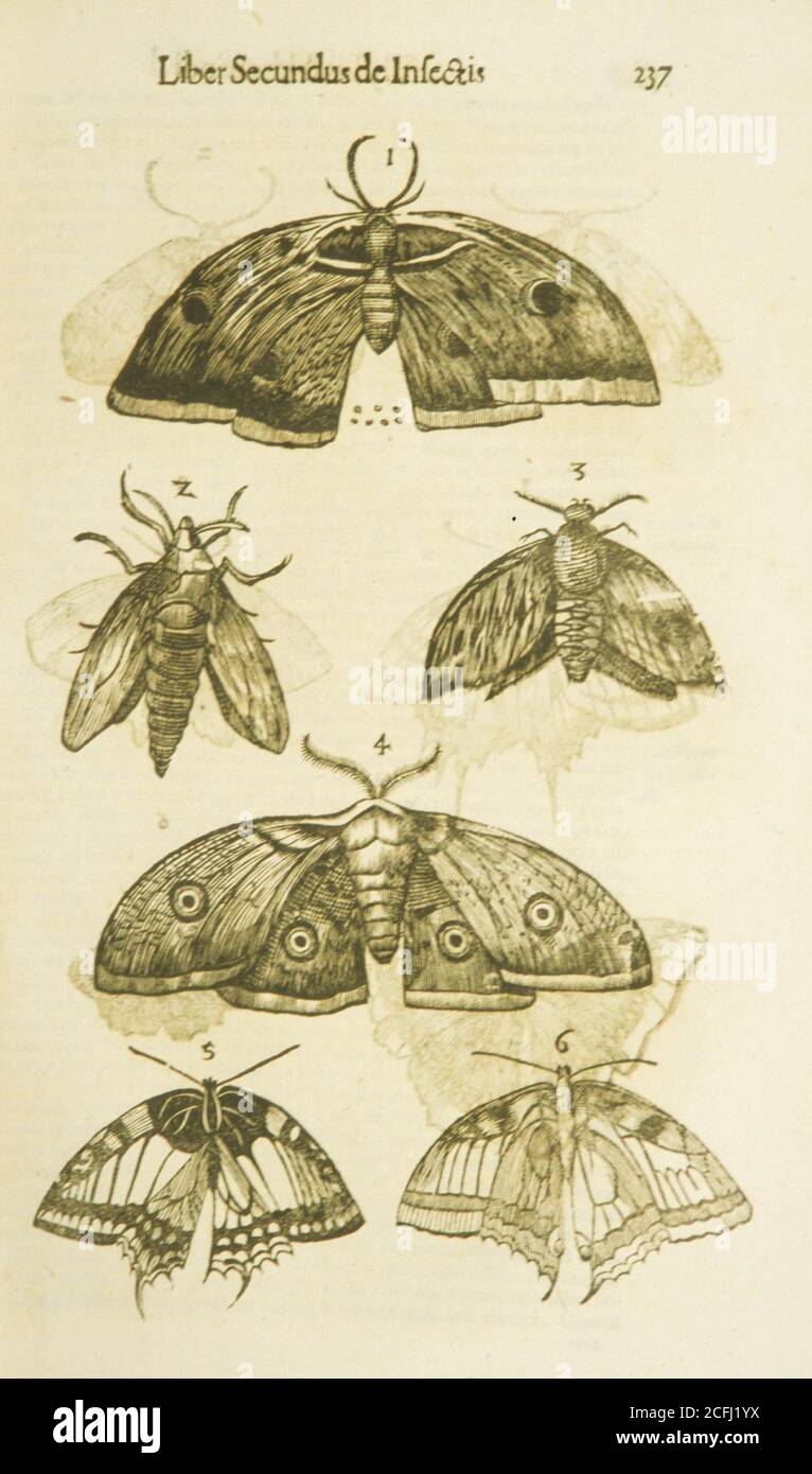 Falene bianche e nere immagini e fotografie stock ad alta risoluzione ...