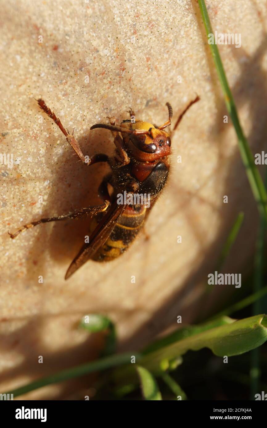 Puntura di calabrone di grandi dimensioni immagini e fotografie stock ...