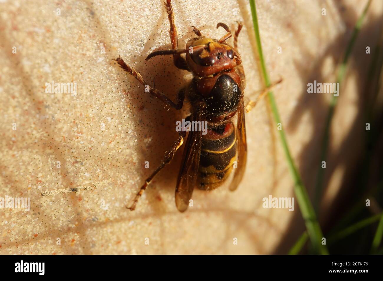 Puntura di calabrone di grandi dimensioni immagini e fotografie stock ...
