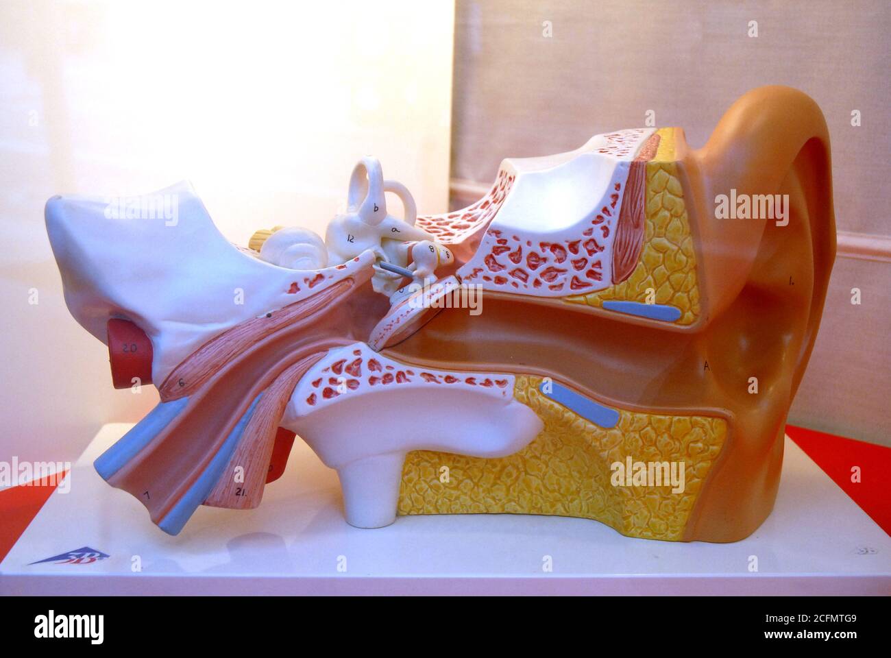 Orecchio interno immagini e fotografie stock ad alta risoluzione - Alamy