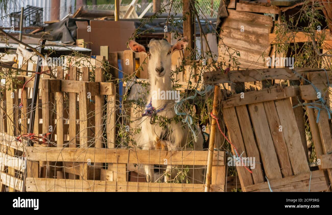 Capra nella stalla immagini e fotografie stock ad alta risoluzione - Alamy