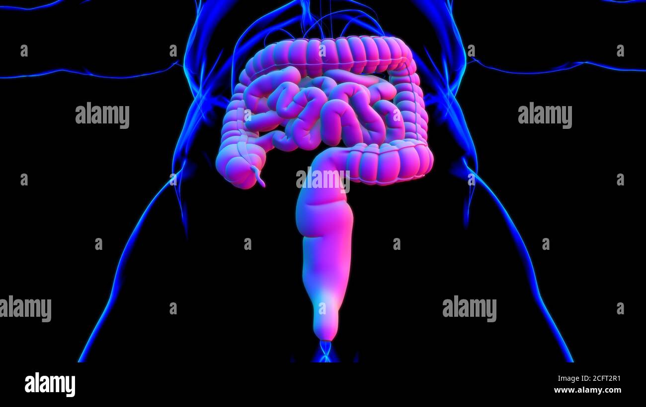 Illustrazione 3D dell'intestino tenue e dell'intestino tenue Anatomia ...