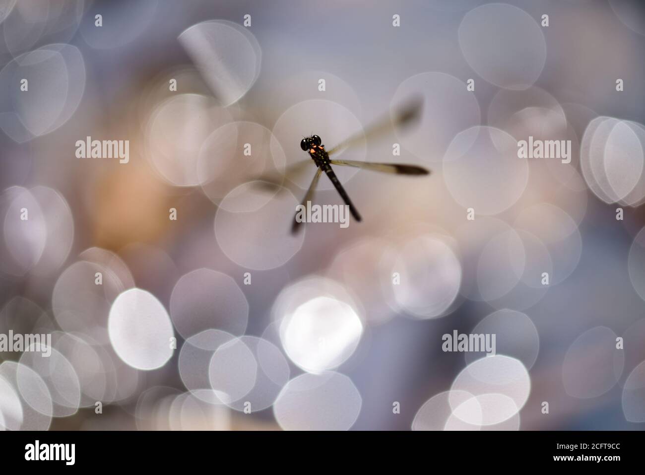 Sorveglianza del volo immagini e fotografie stock ad alta risoluzione ...