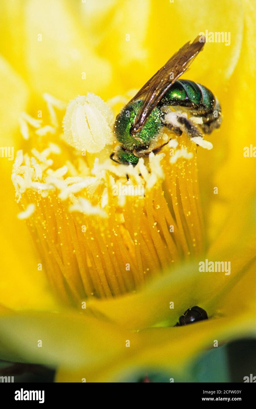 Ape striata immagini e fotografie stock ad alta risoluzione - Alamy