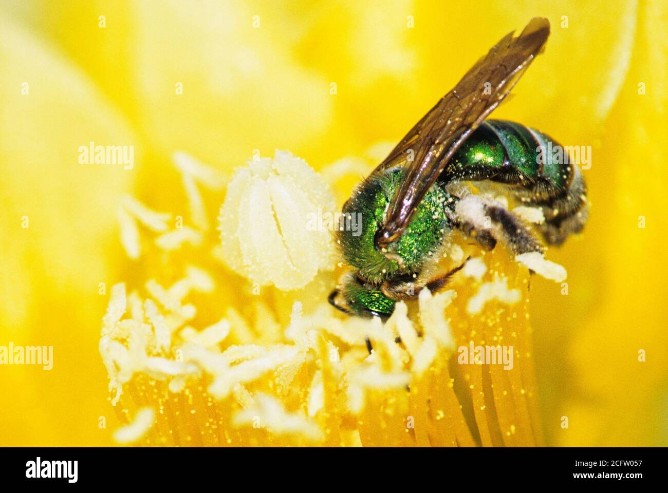 Ape striata immagini e fotografie stock ad alta risoluzione - Alamy