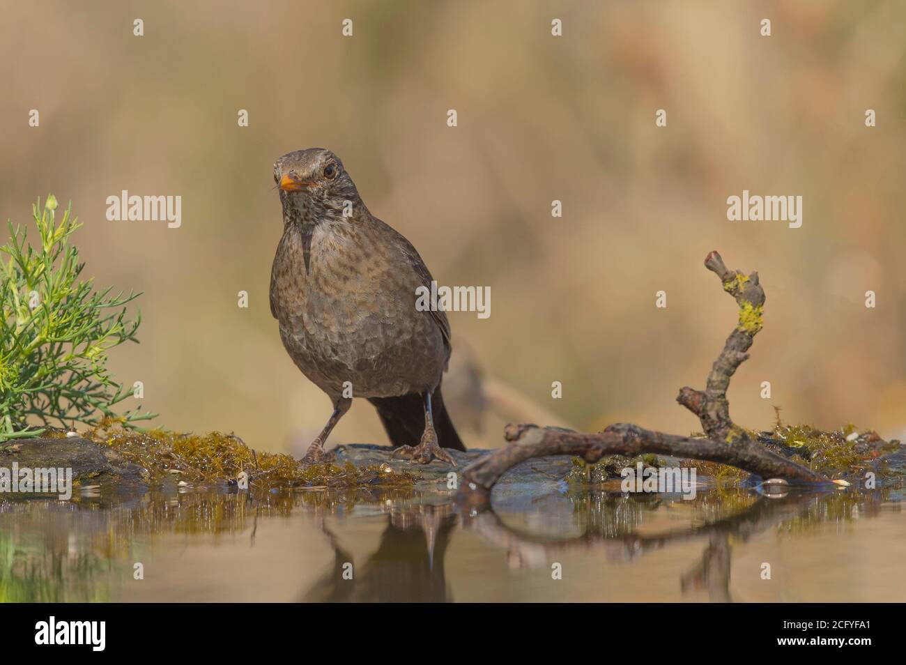 Melro de agua immagini e fotografie stock ad alta risoluzione - Alamy