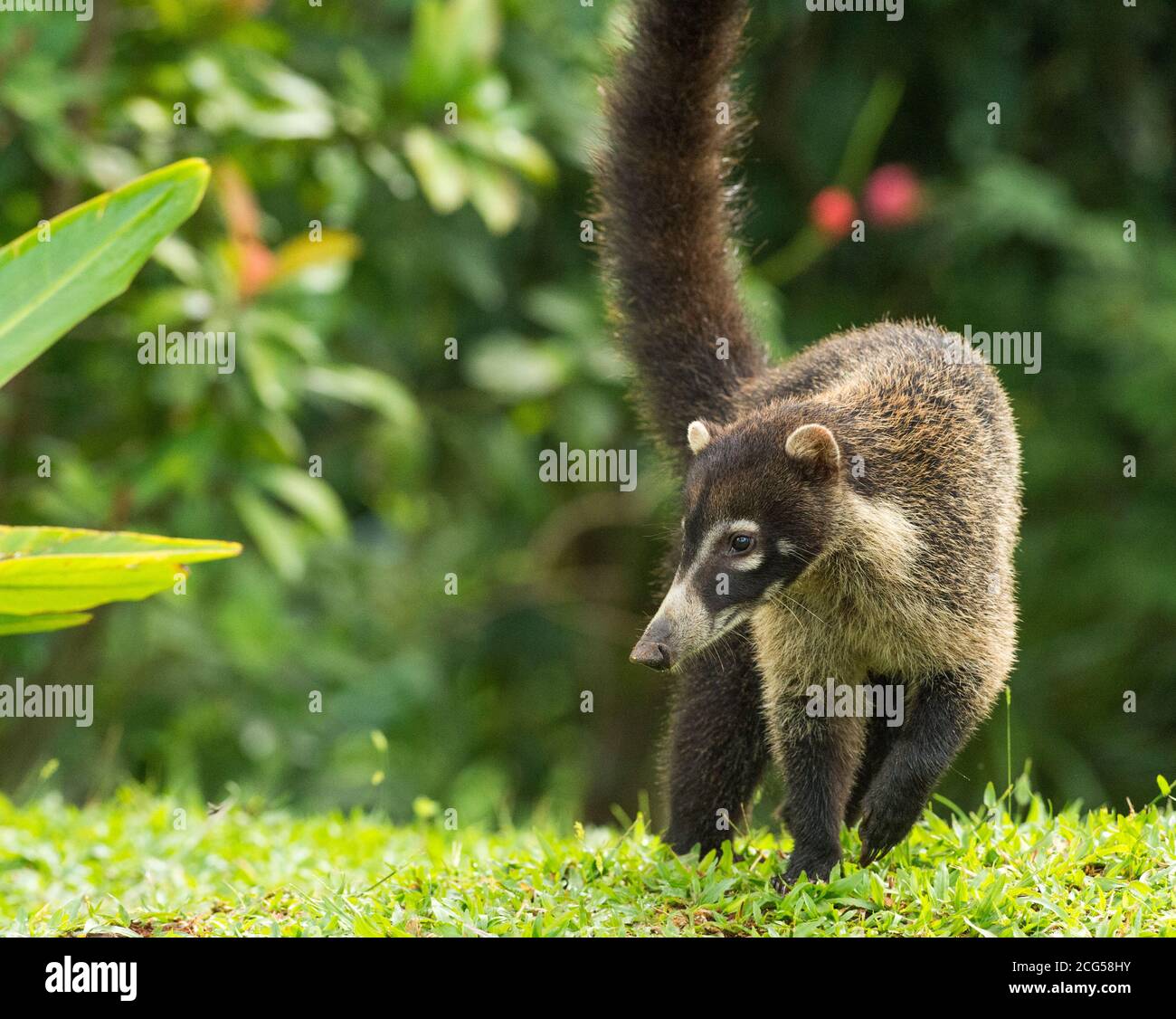 Pizote antoon tejon immagini e fotografie stock ad alta risoluzione - Alamy