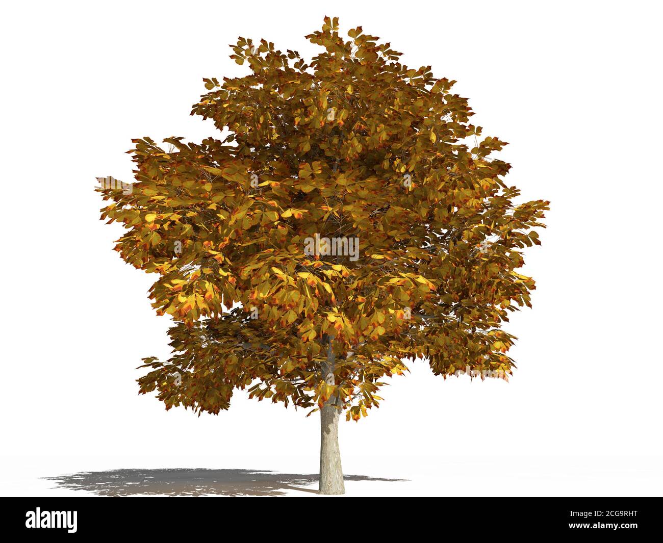 Horse chestnut aesculus hippocastanum illustration immagini e ...