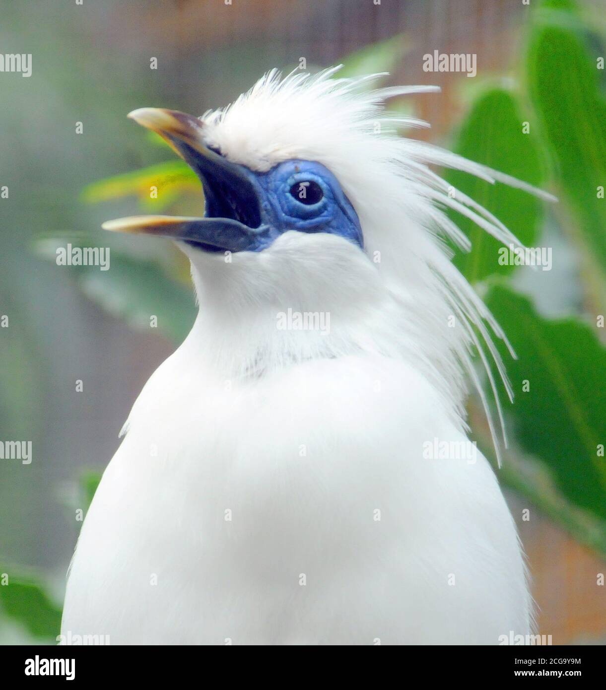 Bali myna immagini e fotografie stock ad alta risoluzione - Alamy