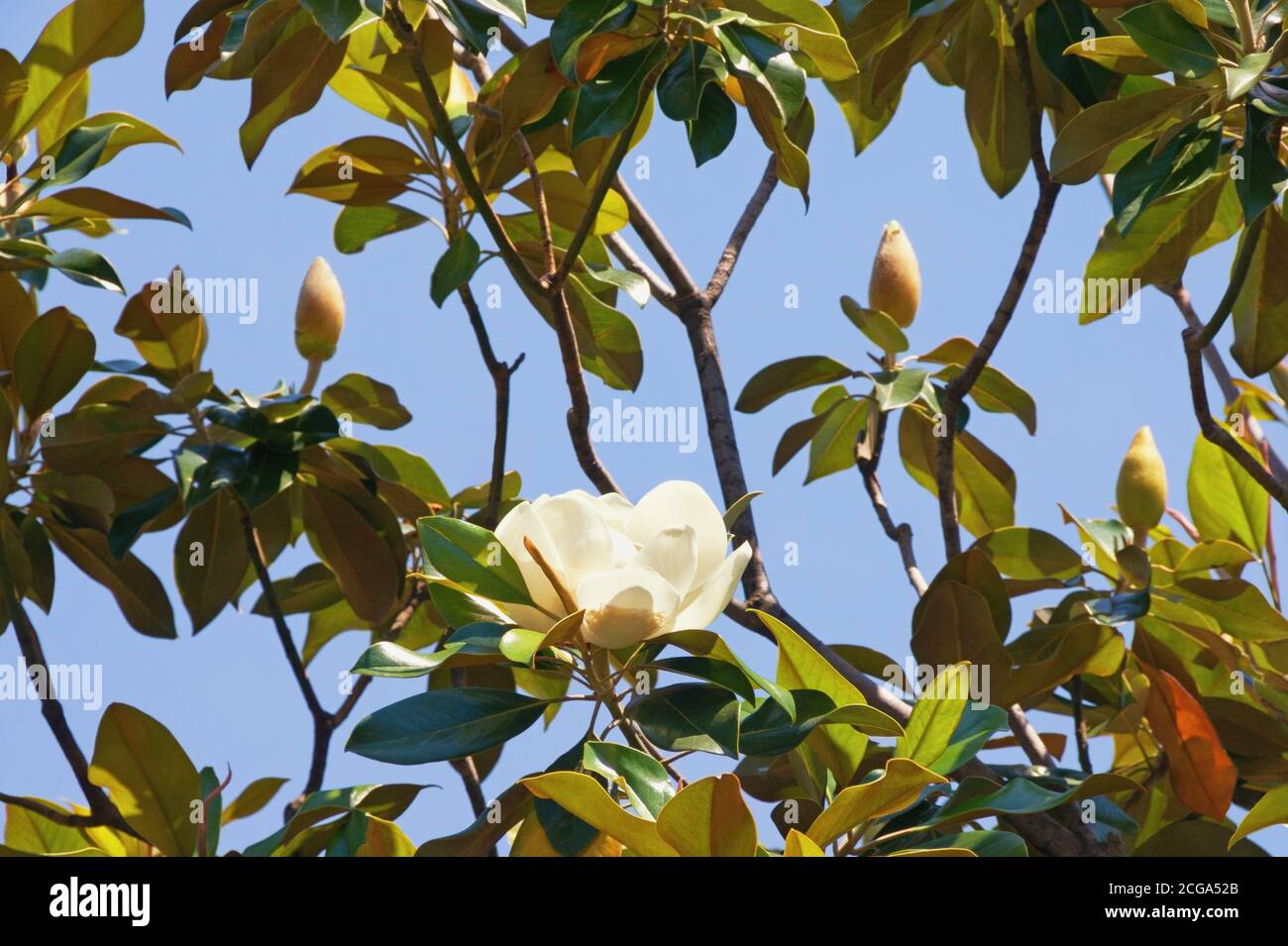 Albero di magnolia grandiflora immagini e fotografie stock ad alta ...