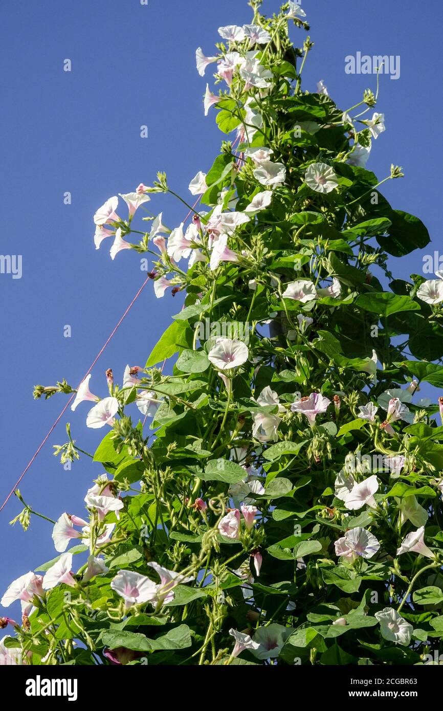 Piante rampicanti rampicanti Immagini e Fotos Stock - Alamy