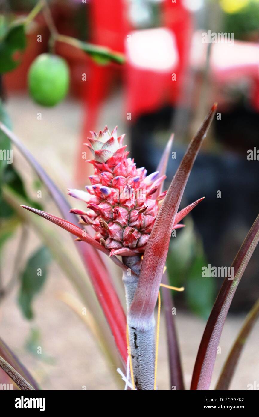 Mini ananas immagini e fotografie stock ad alta risoluzione - Alamy