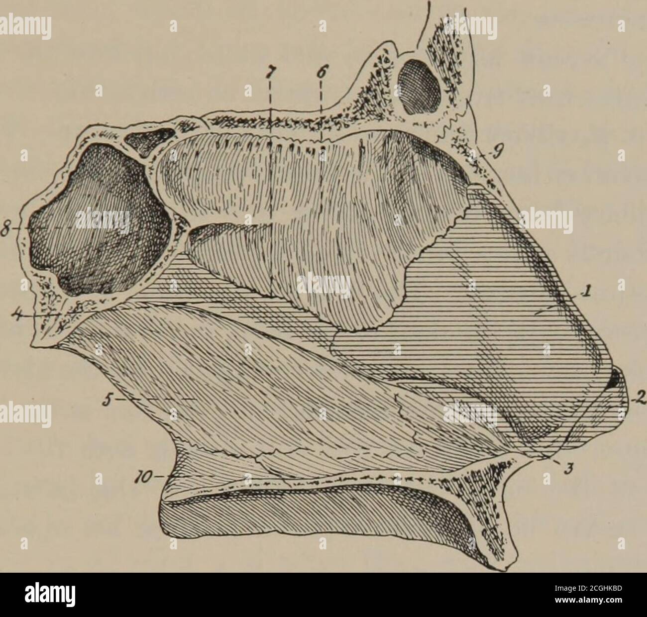 Cellule Etmoidali Immagini e Fotos Stock - Alamy
