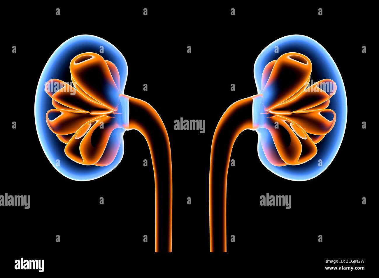 Biología de la anatomía del órgano arteria renal immagini e fotografie ...