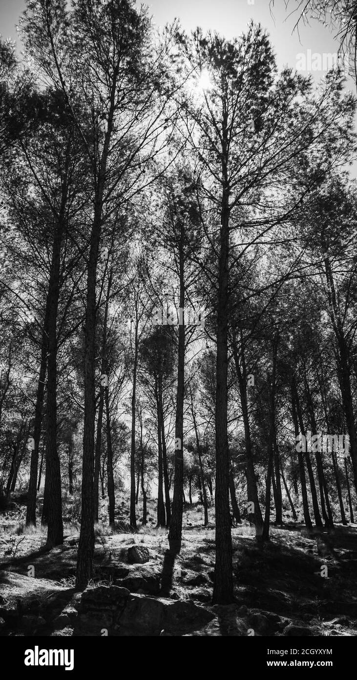 Panorama della pineta Foto e Immagini Stock in Bianco e Nero - Alamy