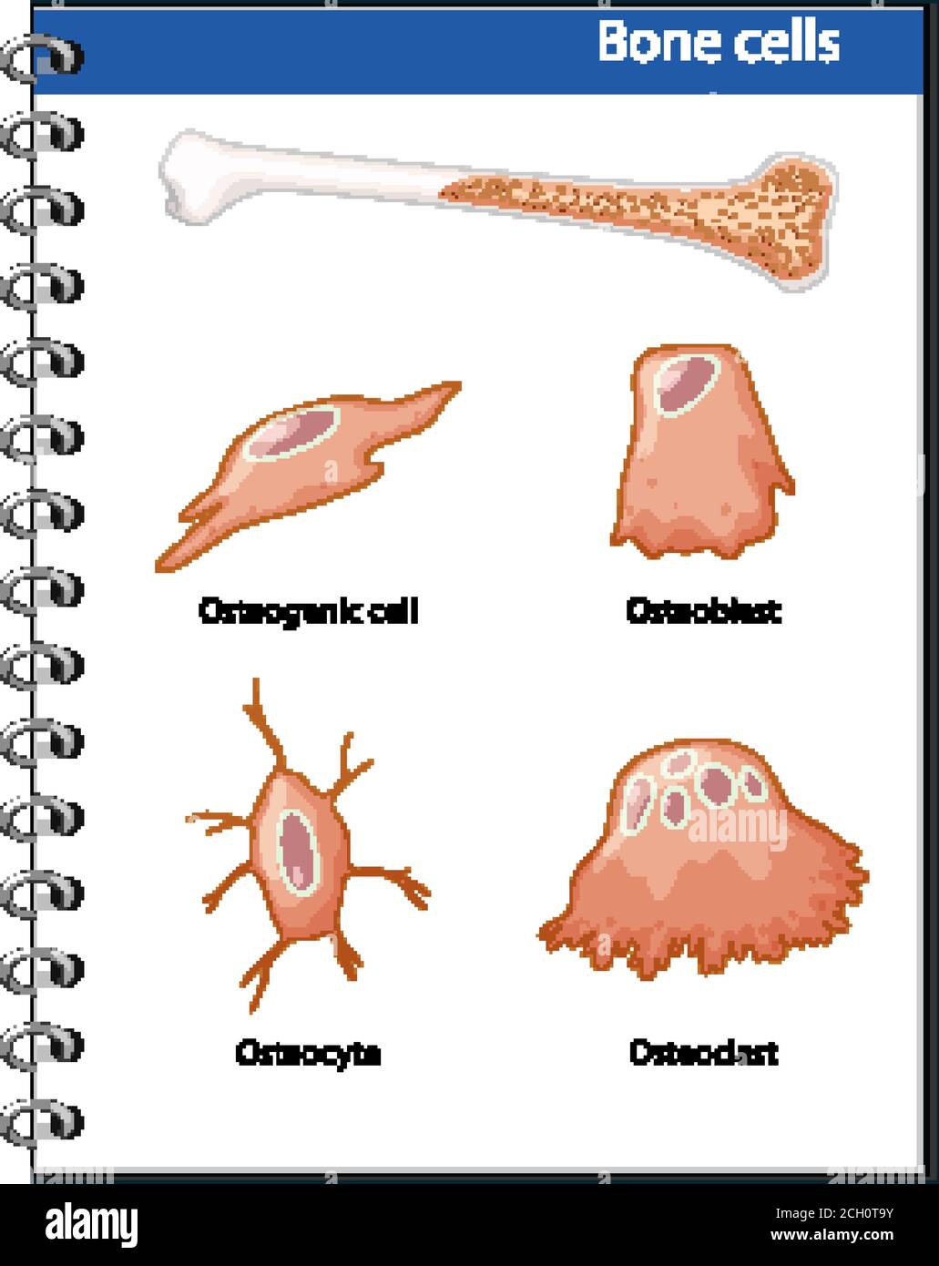 Cellule degli osteoblasti immagini e fotografie stock ad alta ...