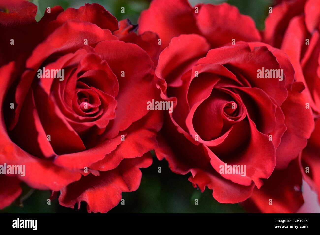 Due rose rosse immagini e fotografie stock ad alta risoluzione - Alamy