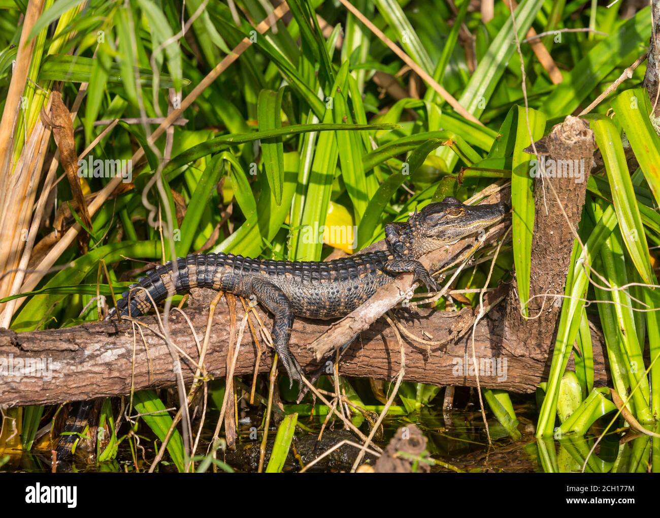 Alligatore americano che riposa nelle everglades immagini e fotografie ...