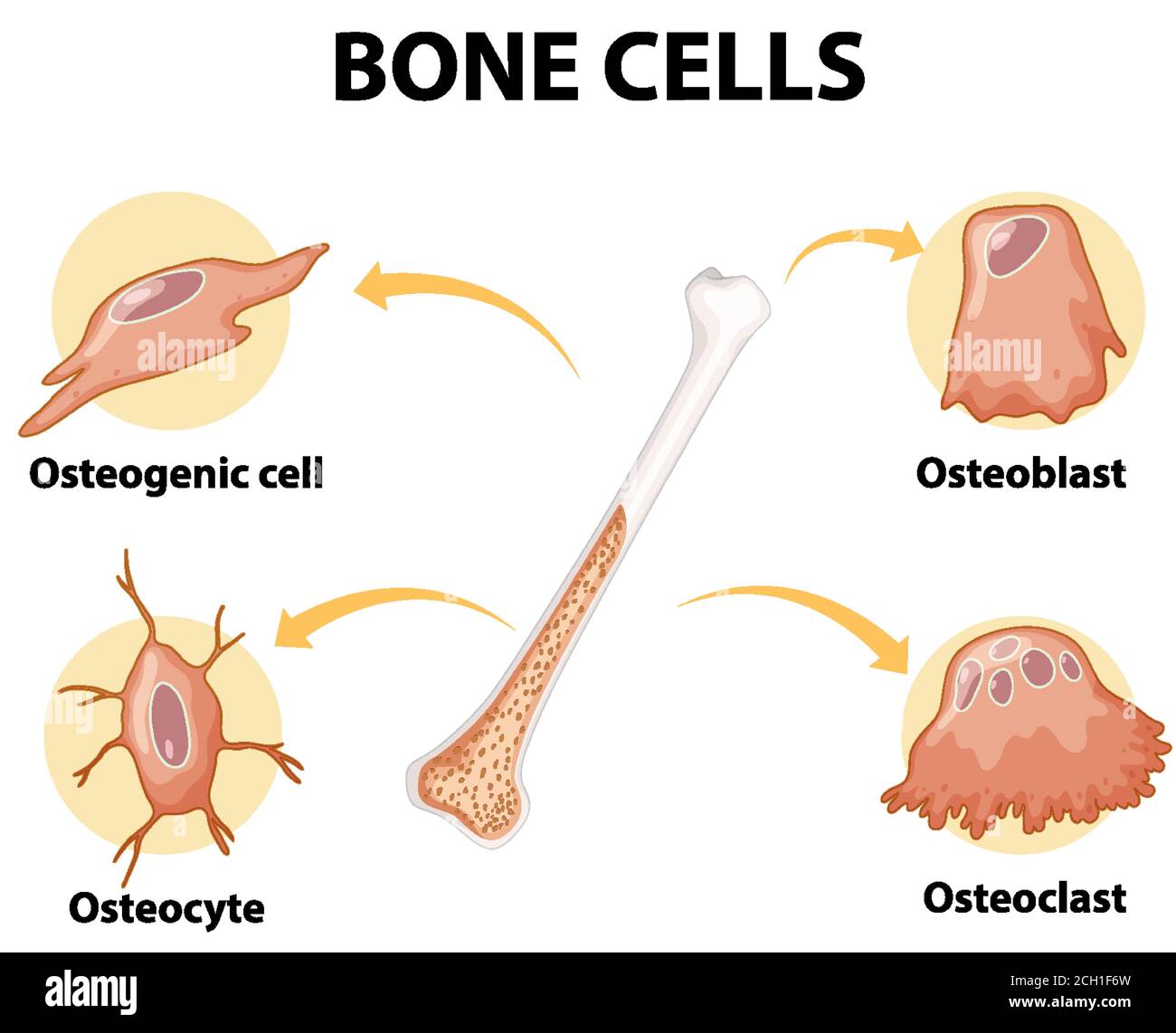 Anatomia delle cellule osteogeniche immagini e fotografie stock ad alta ...