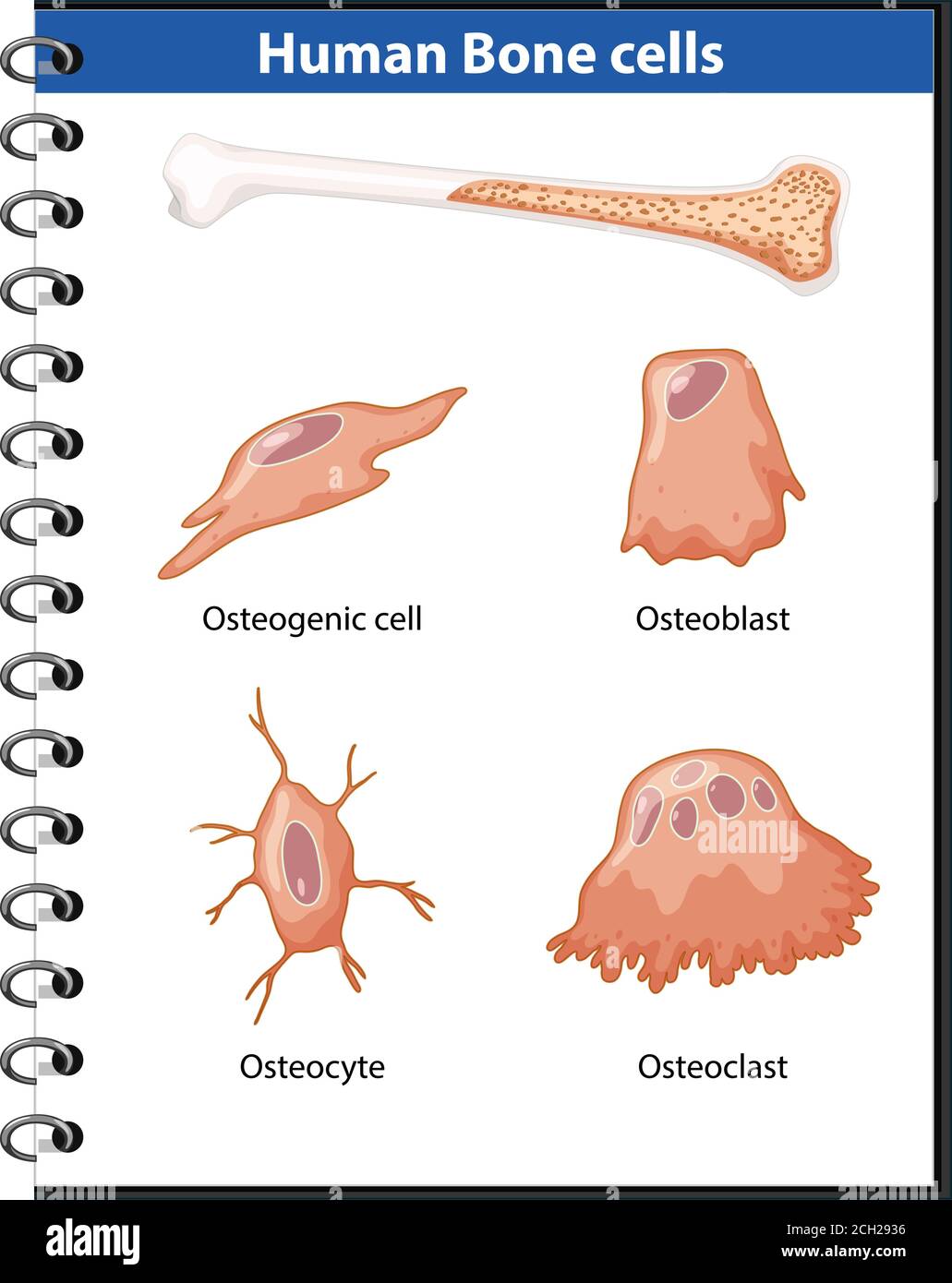 Anatomia delle cellule osteogeniche immagini e fotografie stock ad alta ...