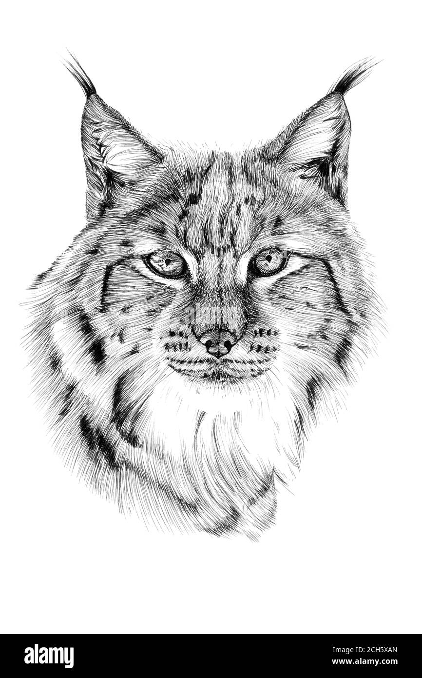 Disegno Di Lince Immagini Senza Sfondo E Foto Stock Ritagliate Alamy Disegno Di Lince Immagini Senza Sfondo E Foto Stock Ritagliate Alamy