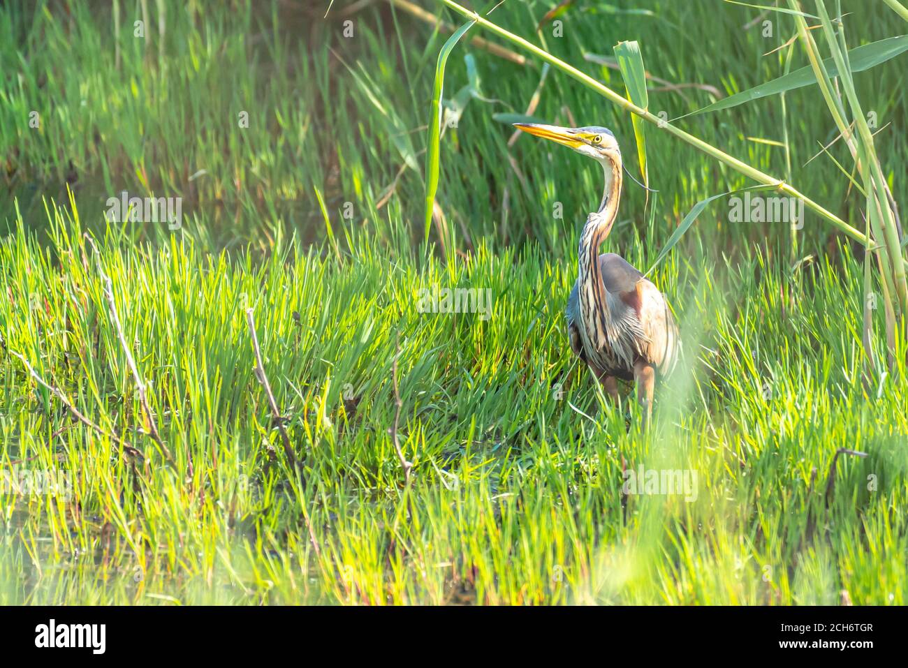 Specie di airone immagini e fotografie stock ad alta risoluzione - Alamy