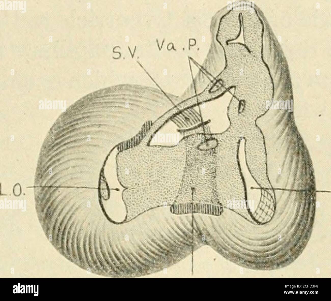 . La rivista americana di anatomia . A.B. Fig. 16 ricostruzione ...