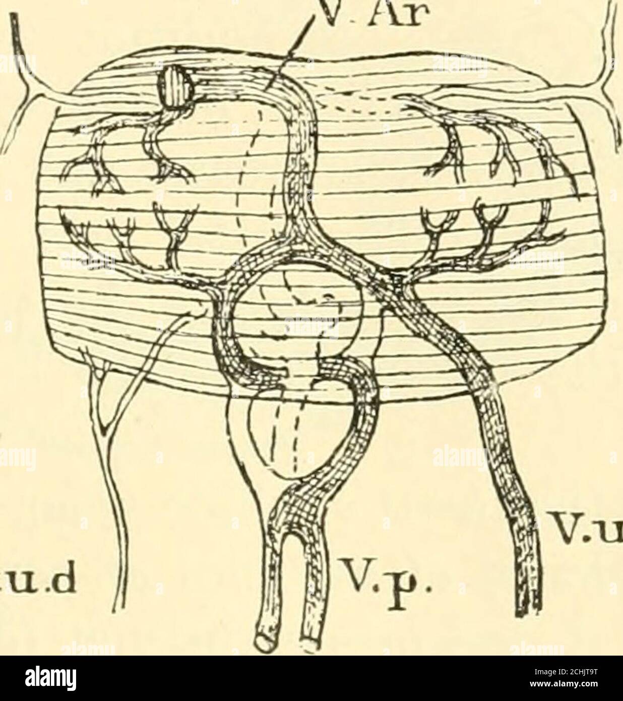 . La rivista americana di anatomia. Em-bryos umani di circa 5 mm. Così ...