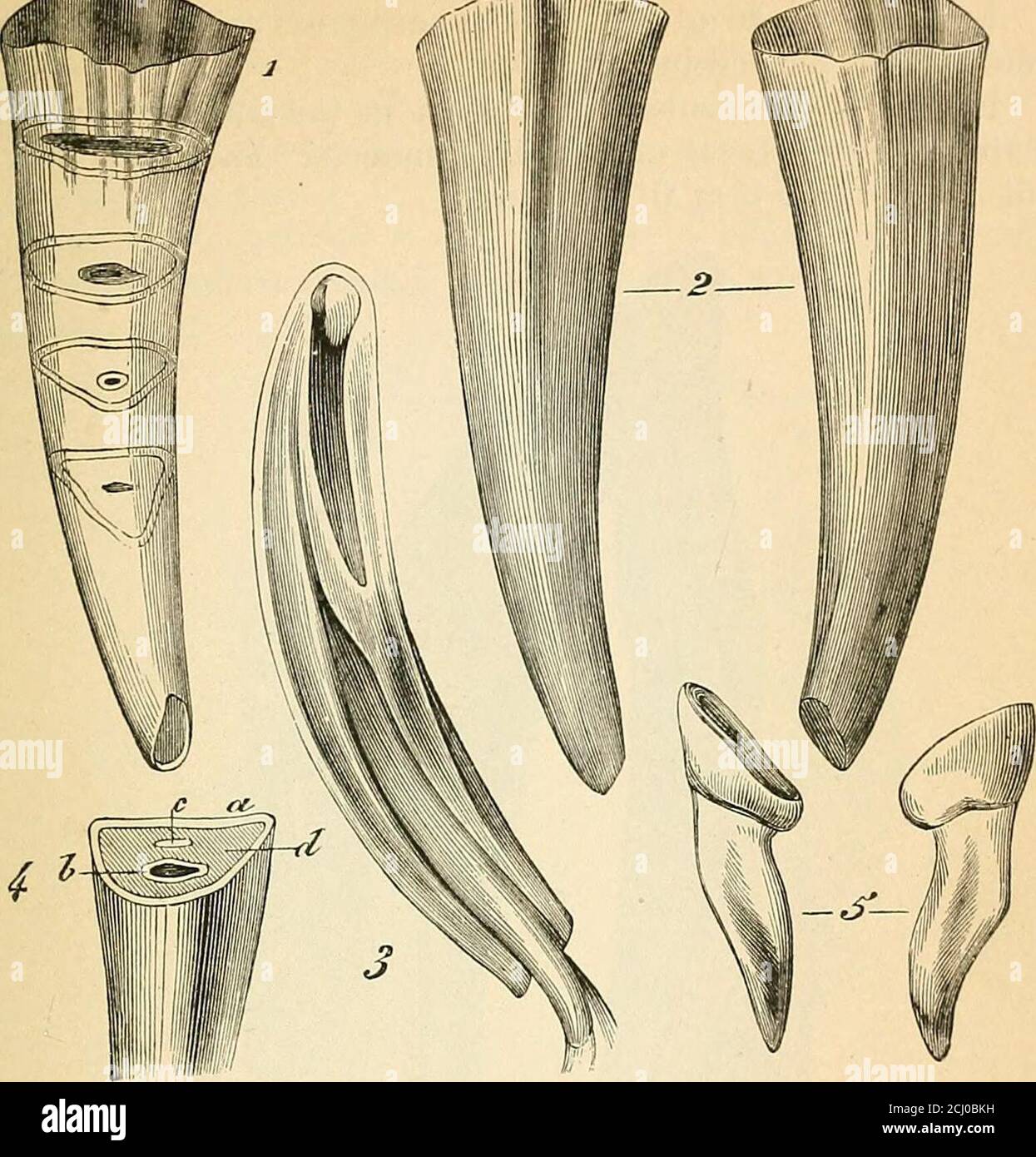 Struttura delle radici fibrose immagini e fotografie stock ad alta ...
