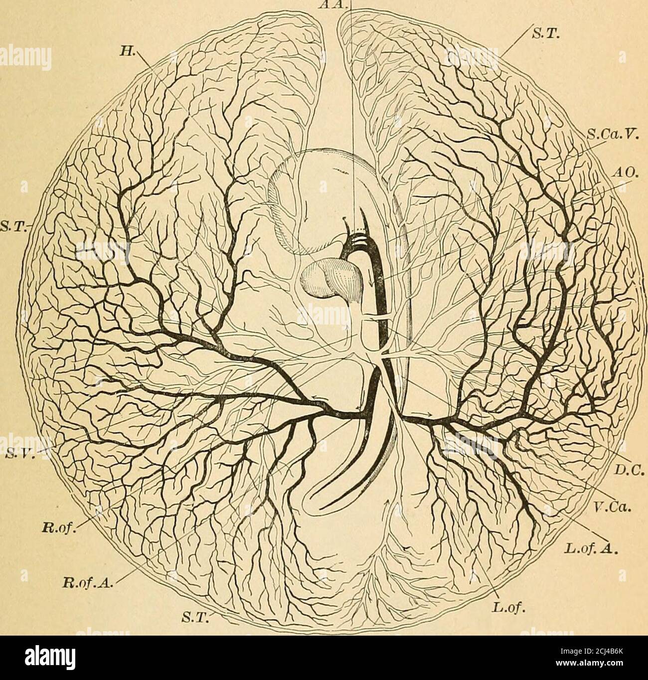 Arterie vitelline immagini e fotografie stock ad alta risoluzione - Alamy