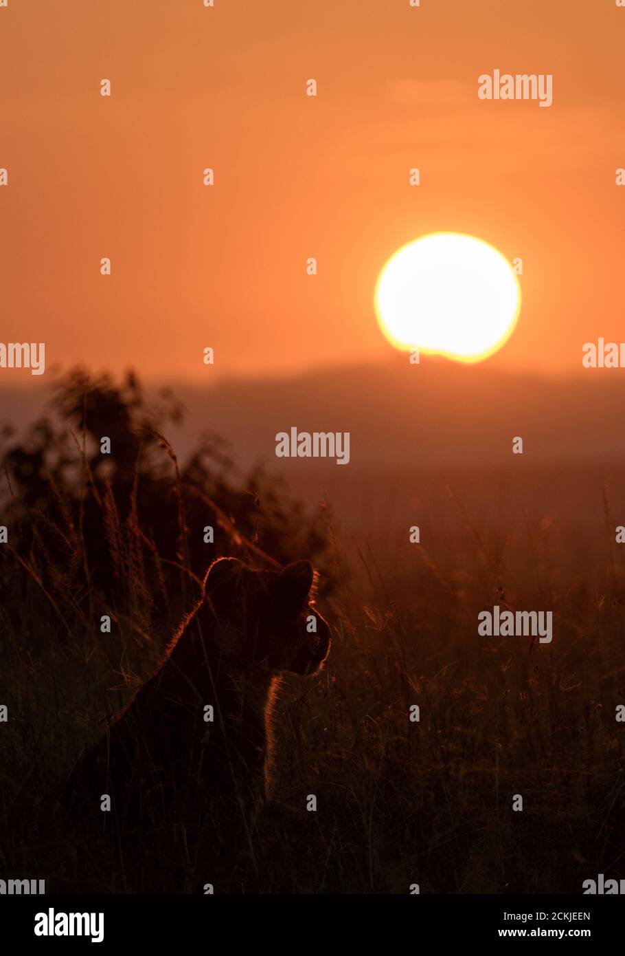 Sagoma di leone al tramonto immagini e fotografie stock ad alta ...