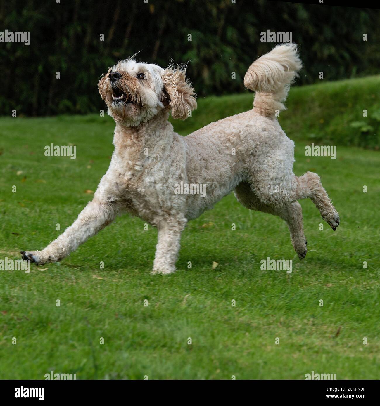 Goldendoodle dog immagini e fotografie stock ad alta risoluzione - Alamy