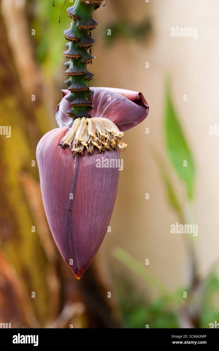 Ciclo del frutto del banano immagini e fotografie stock ad alta ...