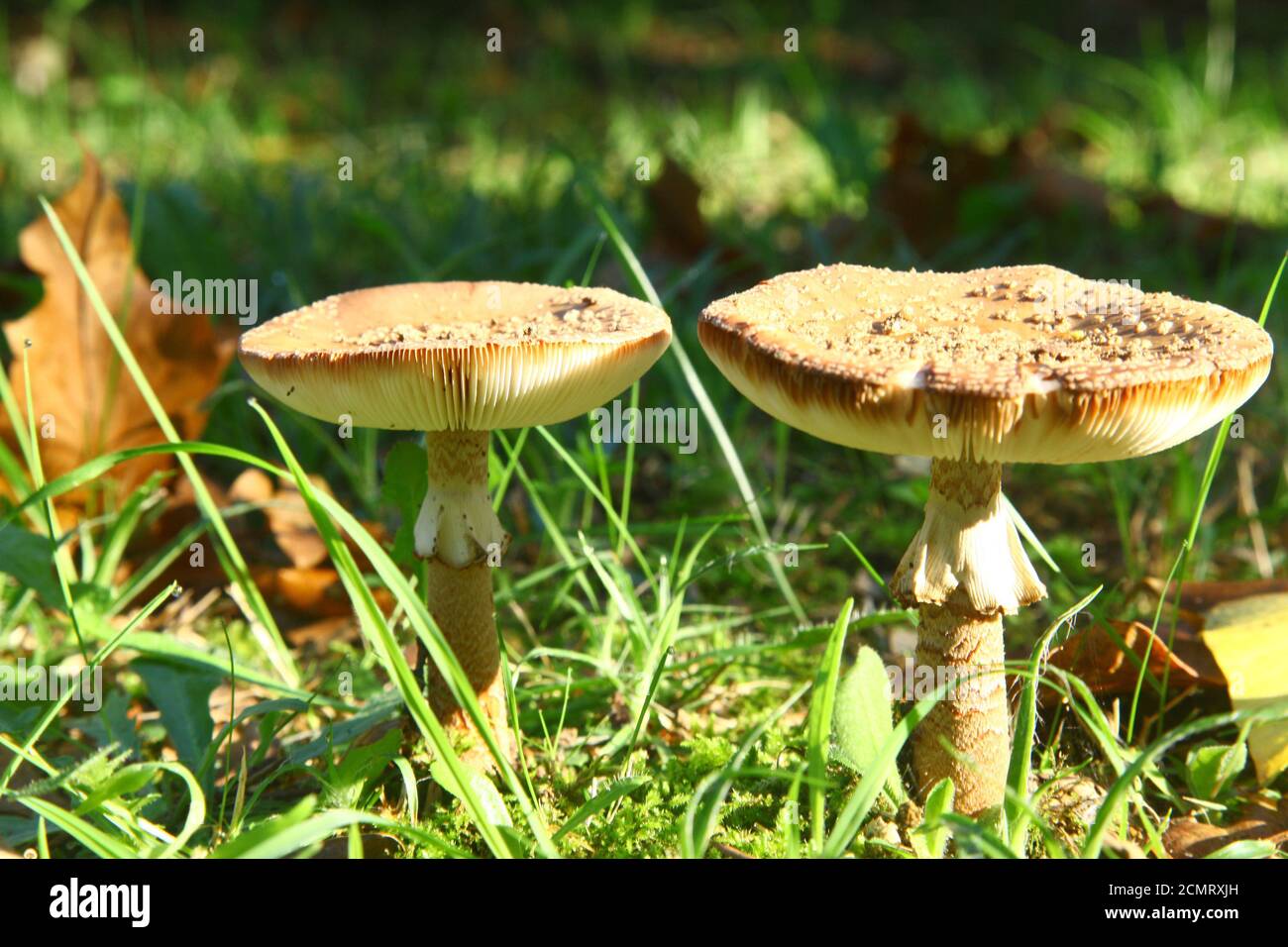 Specie di funghi velenosi immagini e fotografie stock ad alta ...