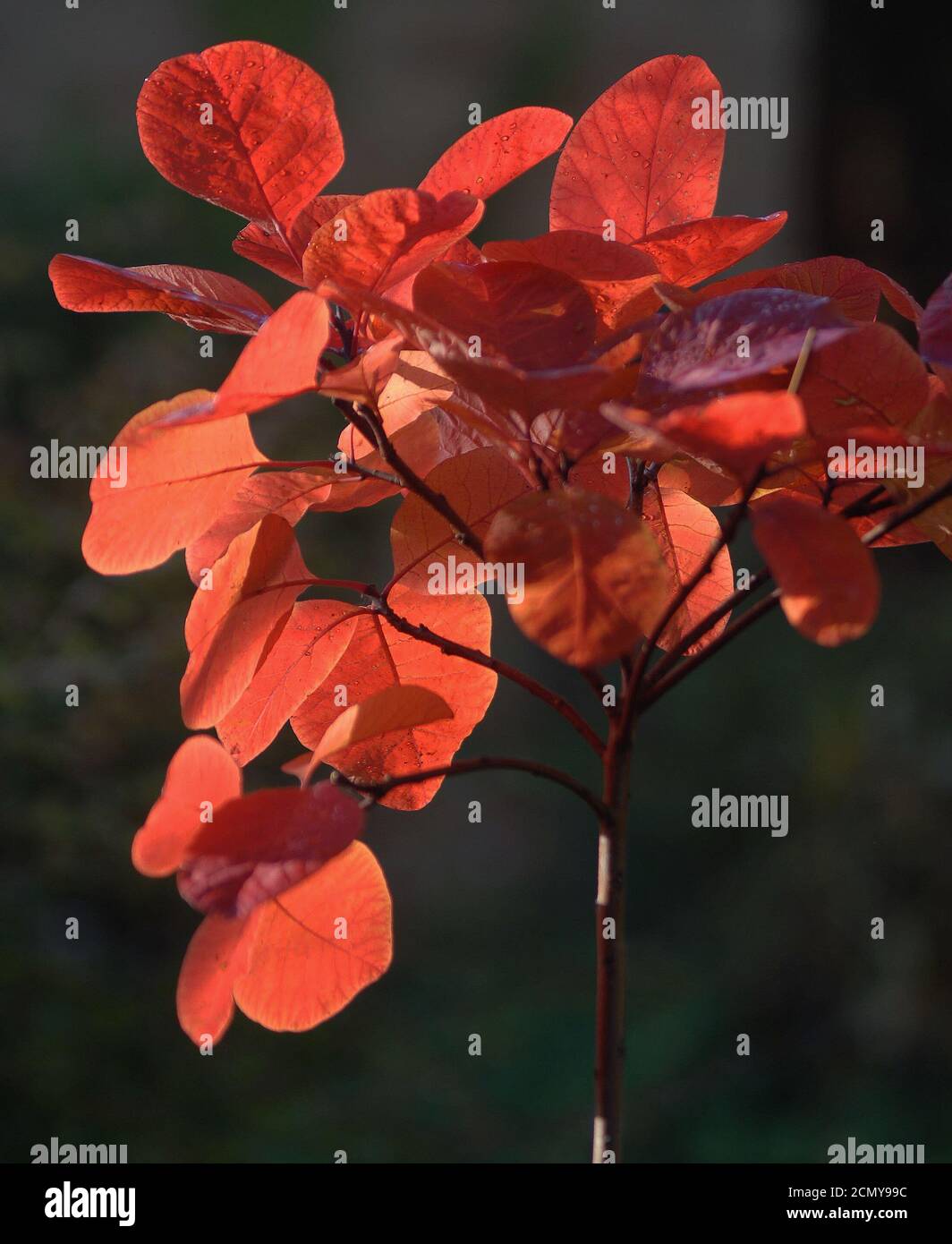 Cotinus coggygria grace immagini e fotografie stock ad alta risoluzione ...