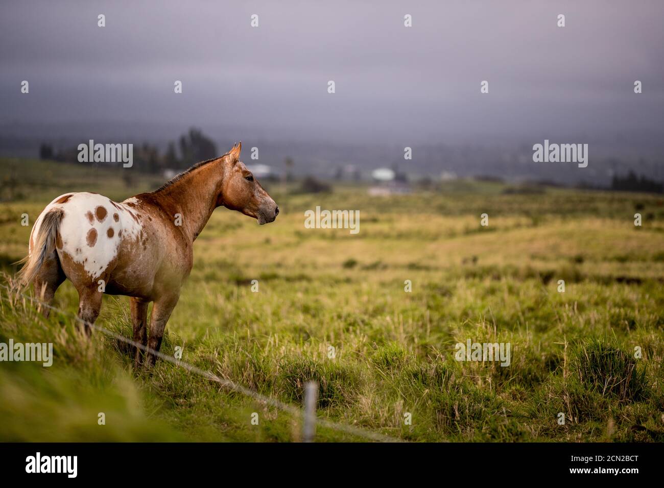 Cavallo bianco con macchie marroni immagini e fotografie stock ad alta ...