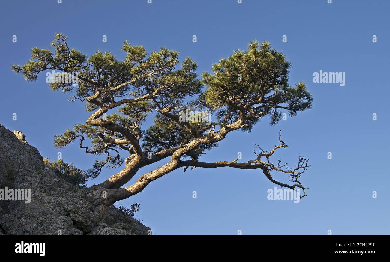 Tronco di pino cembro immagini e fotografie stock ad alta risoluzione ...