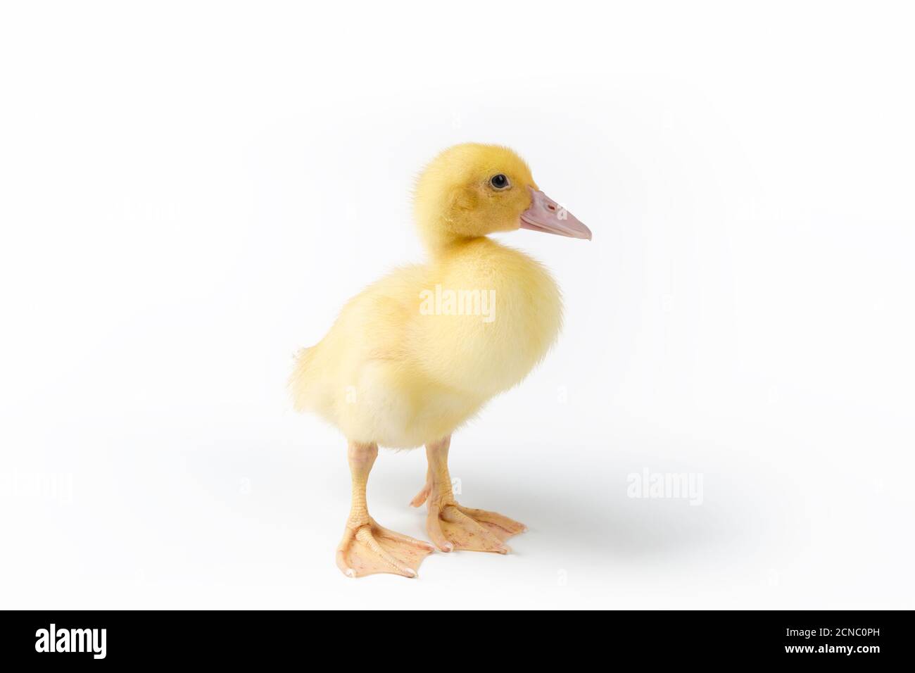 Papera gialla immagini e fotografie stock ad alta risoluzione - Alamy