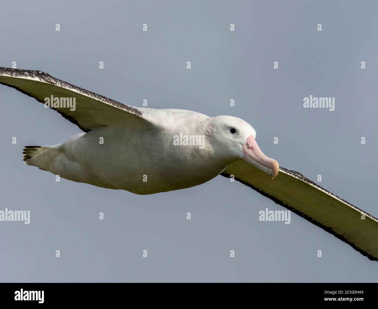 Albatro errante adulto immagini e fotografie stock ad alta risoluzione ...