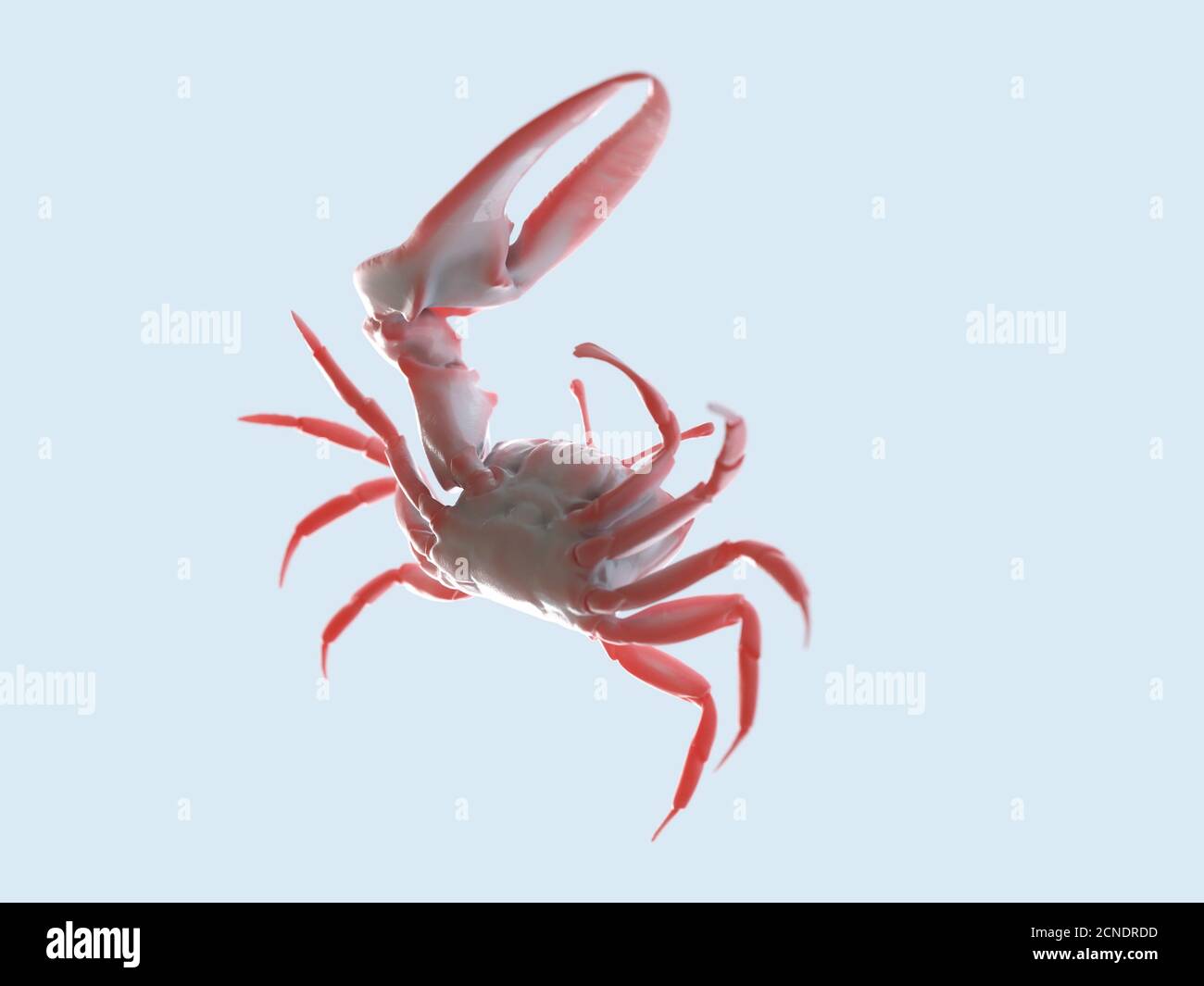 Granchio rosso artiglio immagini e fotografie stock ad alta risoluzione ...