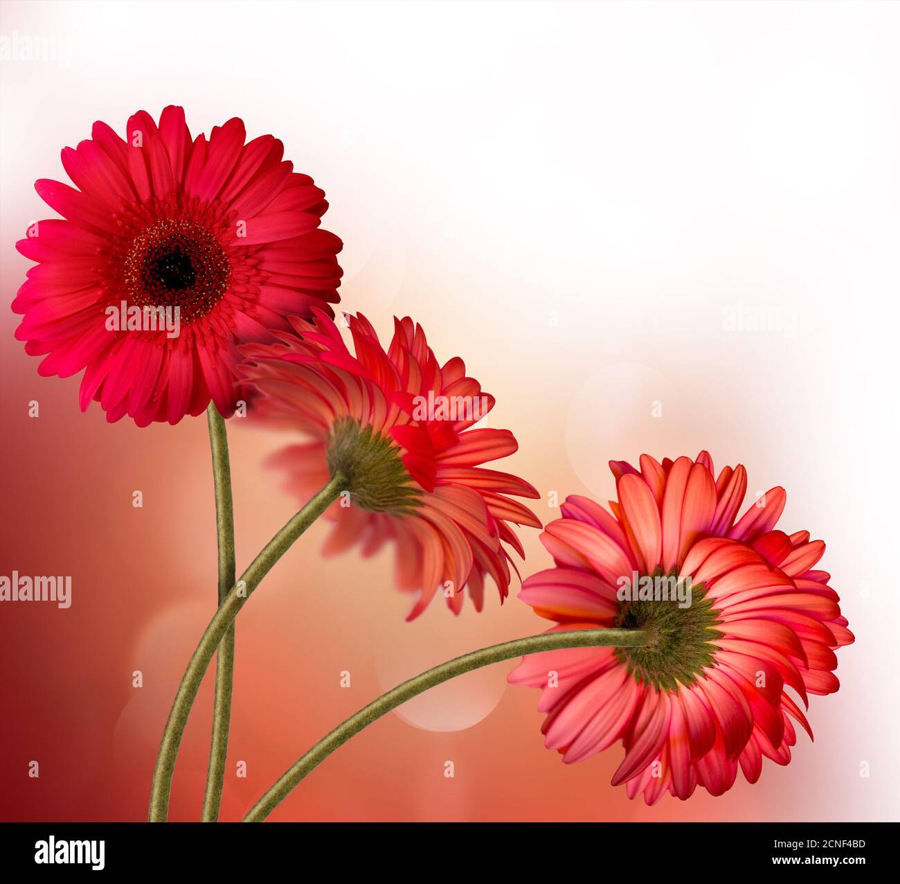 Fiori di gerbera immagini e fotografie stock ad alta risoluzione - Alamy