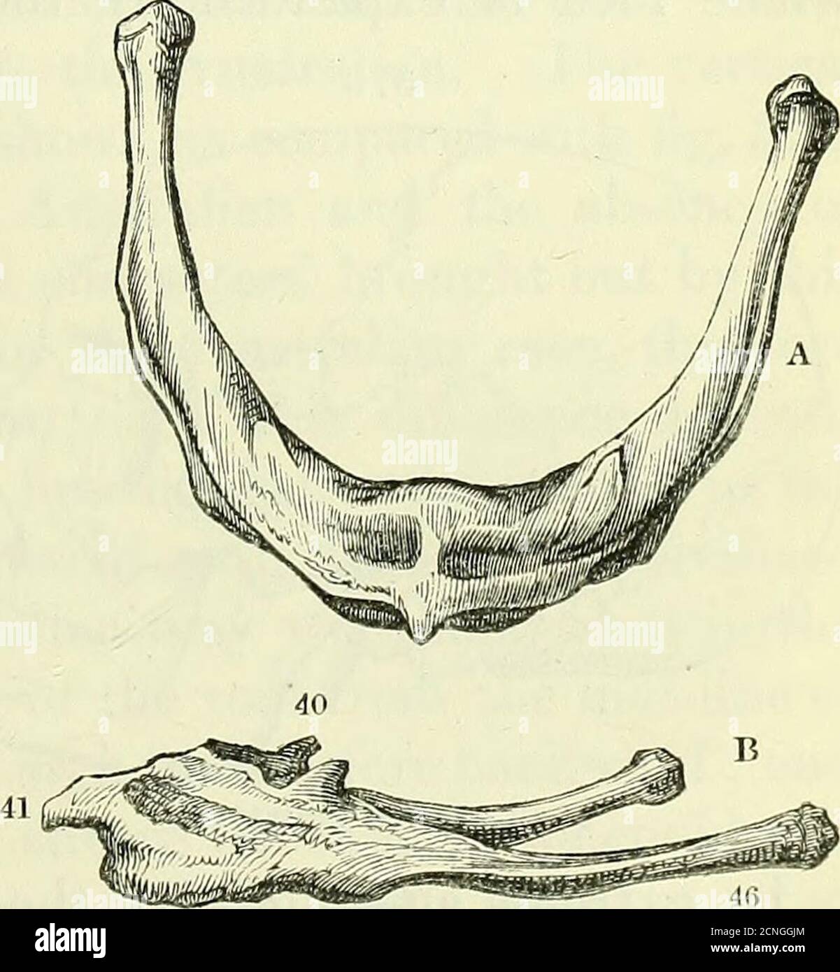 . Sull'anatomia dei vertebrati [risorsa elettronica] . 374 sezione ...