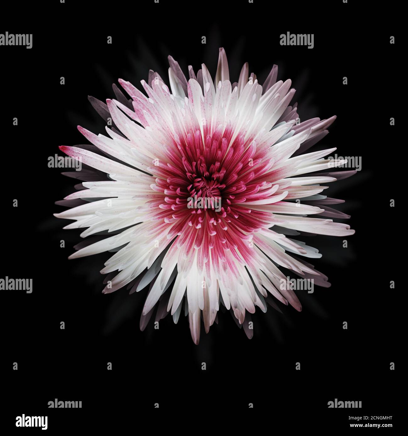 Fiore bello immagini e fotografie stock ad alta risoluzione - Alamy