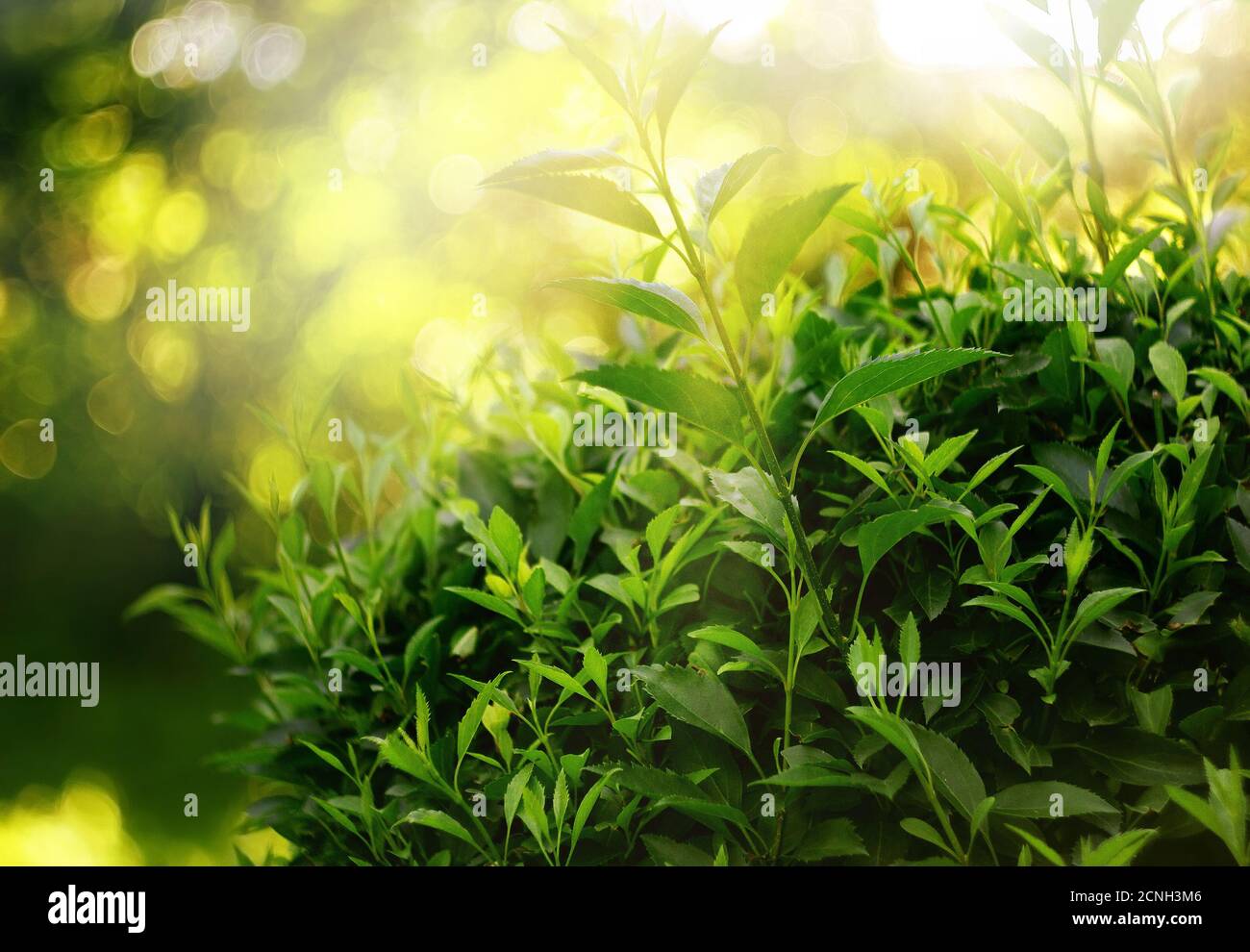 Cespuglio verde lussureggiante immagini e fotografie stock ad alta ...