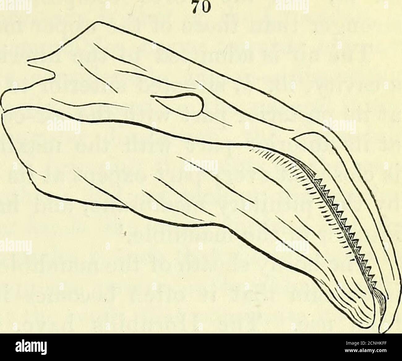 . Sull'anatomia dei vertebrati [risorsa elettronica] . Bill of the ...