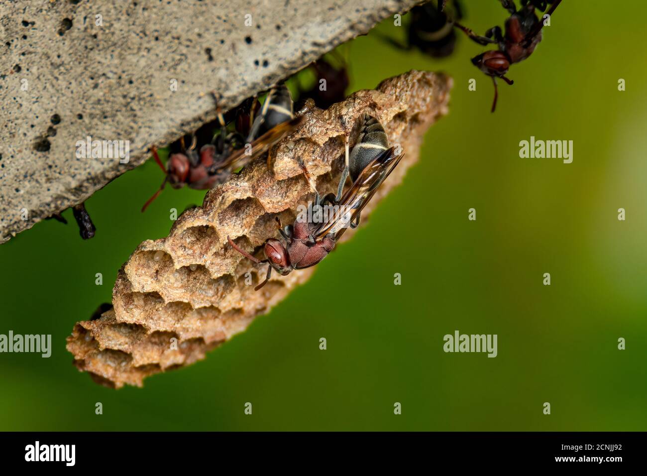 Insetto Di Vespe Di Carta Immagini e Fotos Stock - Alamy